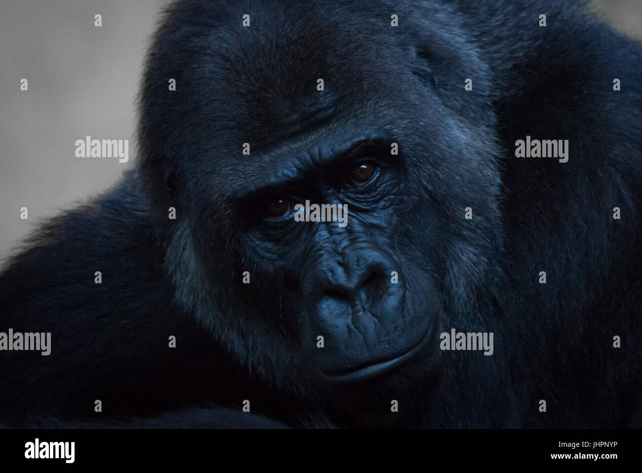 Gorilla rope hi-res stock photography and images - Alamy