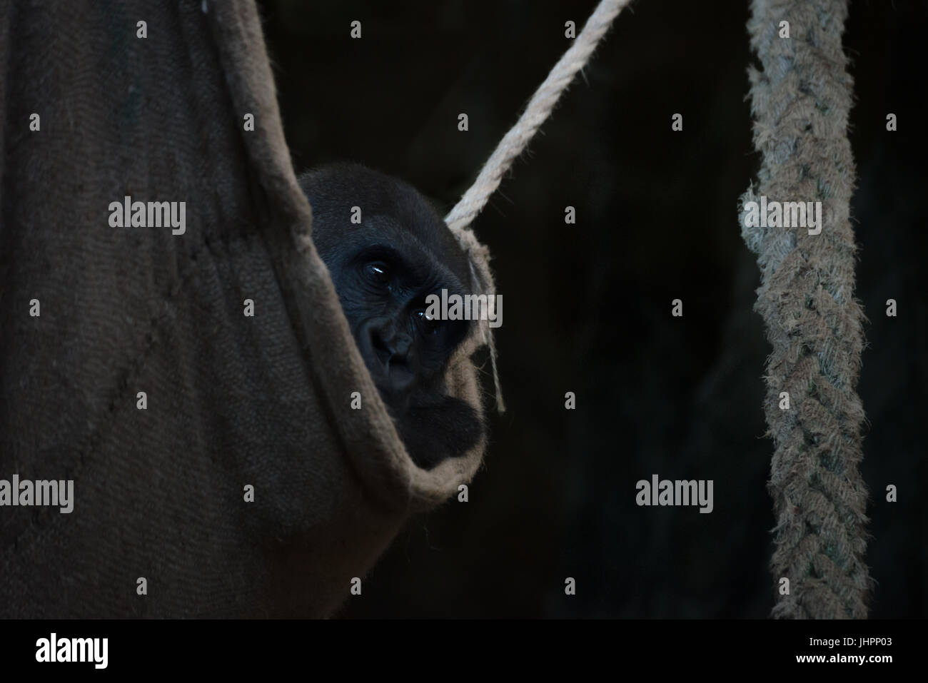 Gorilla looks out from hammock in darkness Stock Photo - Alamy