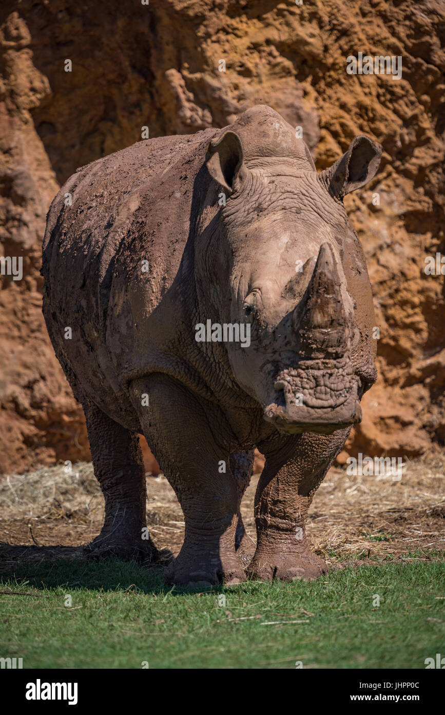 White rhinoceros standing on grass by cliff Stock Photo - Alamy