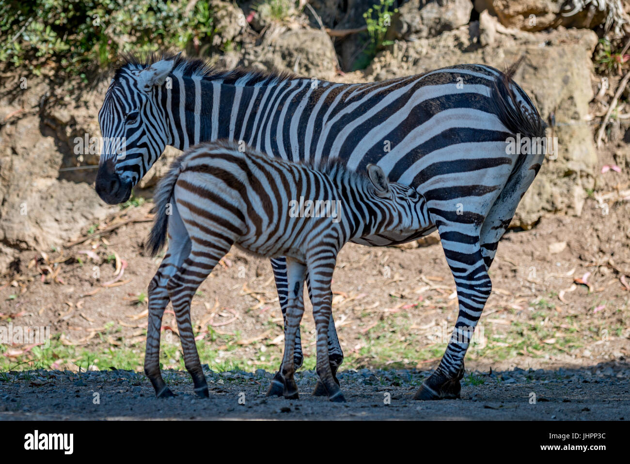 Baby grevy zebra hi-res stock photography and images - Alamy