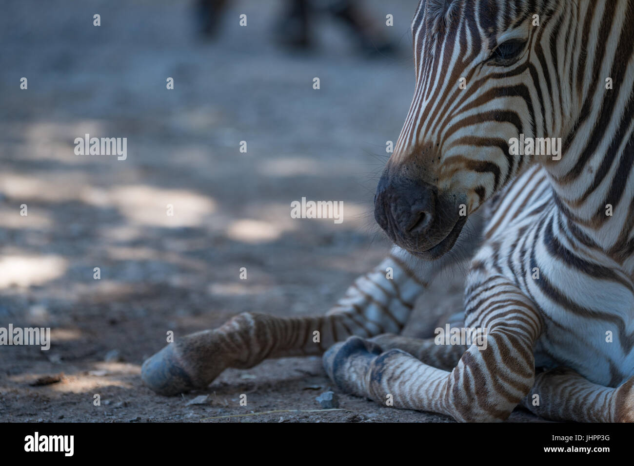Close-up of baby Grevy zebra lying down Stock Photo - Alamy