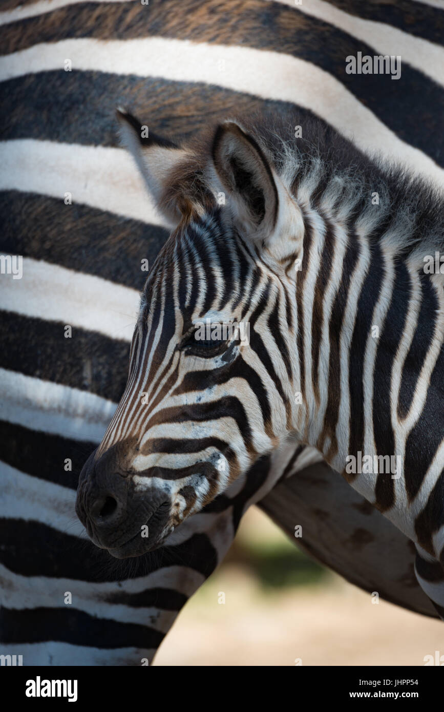 Baby grevy zebra hi-res stock photography and images - Alamy