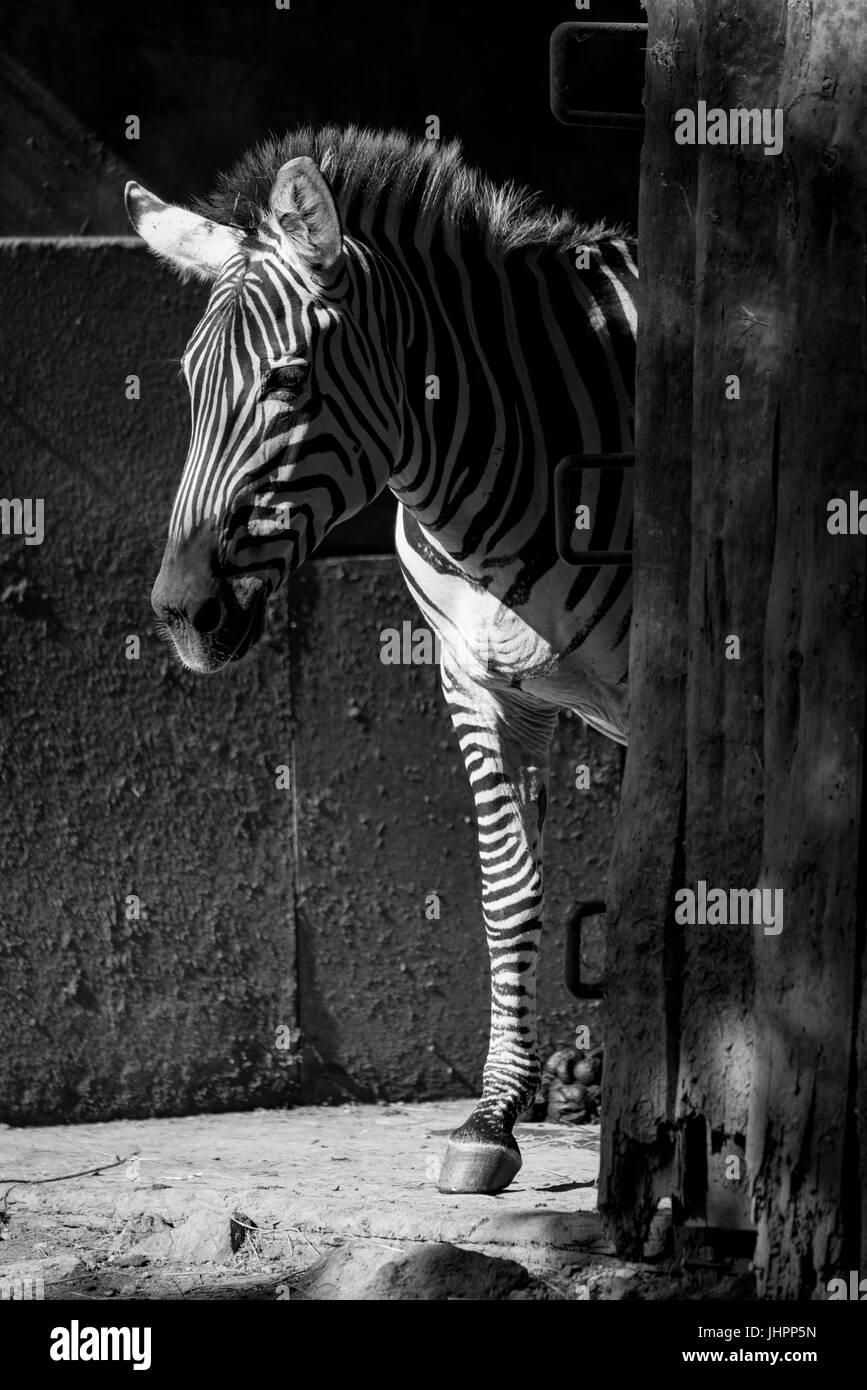 Zebra in mono hi-res stock photography and images - Alamy