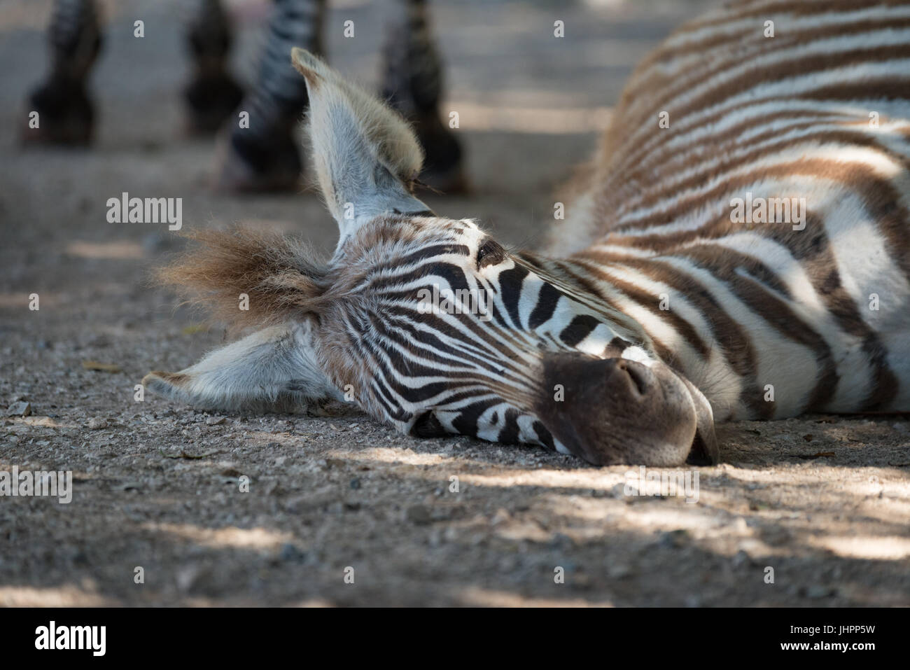Imperial zebra foal wildlife nature hi-res stock photography and images ...