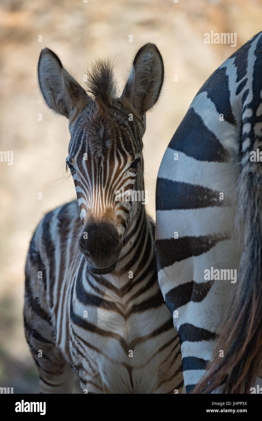 Imperial zebra foal wildlife nature hi-res stock photography and images ...