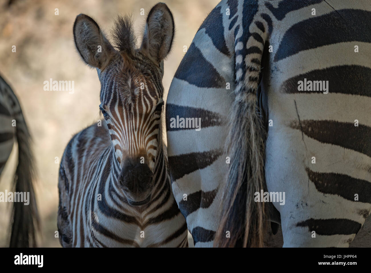 Close-up of Grevy zebra foal in shadows Stock Photo - Alamy