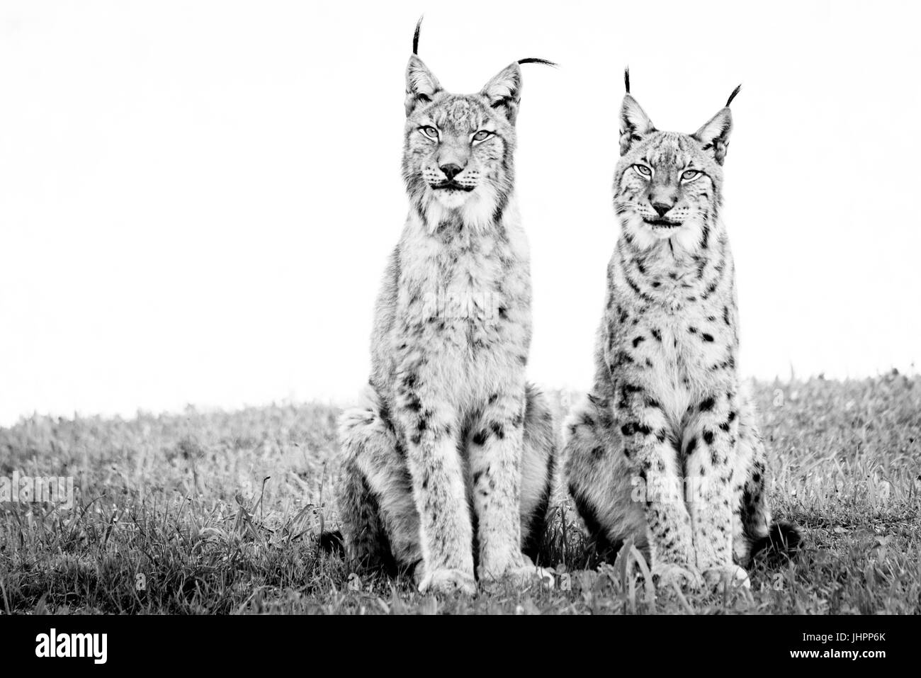 Two lynx sitting on grass in mono Stock Photo - Alamy