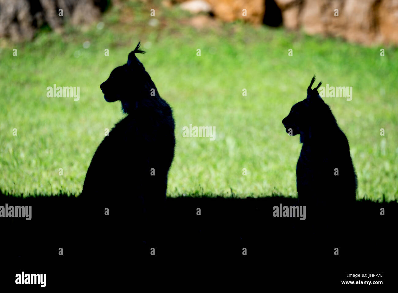 Canada Lynx Sitting In Lynx High Resolution Stock Photography and ...