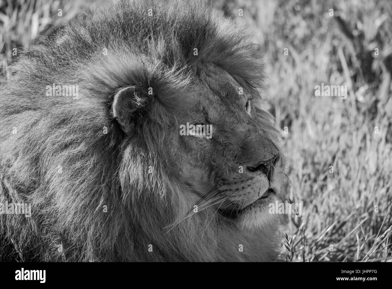 Mono close-up of male lion lying down Stock Photo - Alamy