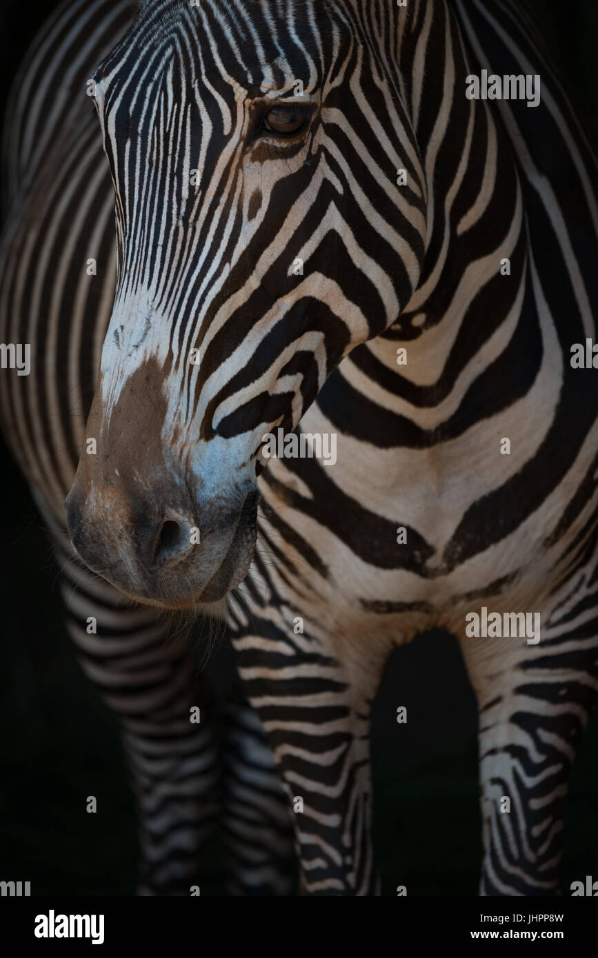 Close-up of Grevy zebra head and legs Stock Photo - Alamy