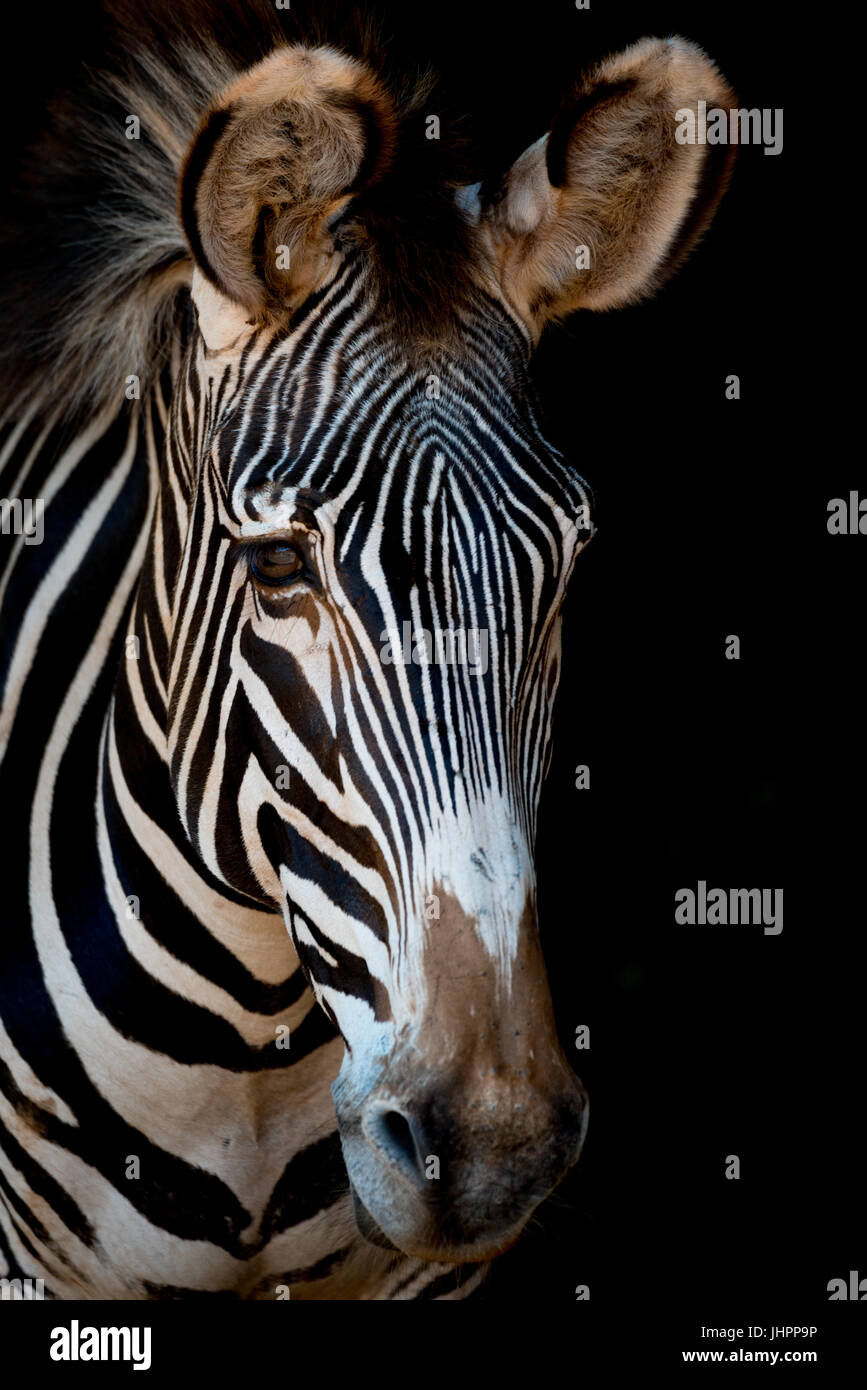 Close-up of Grevy zebra with darkness behind Stock Photo - Alamy