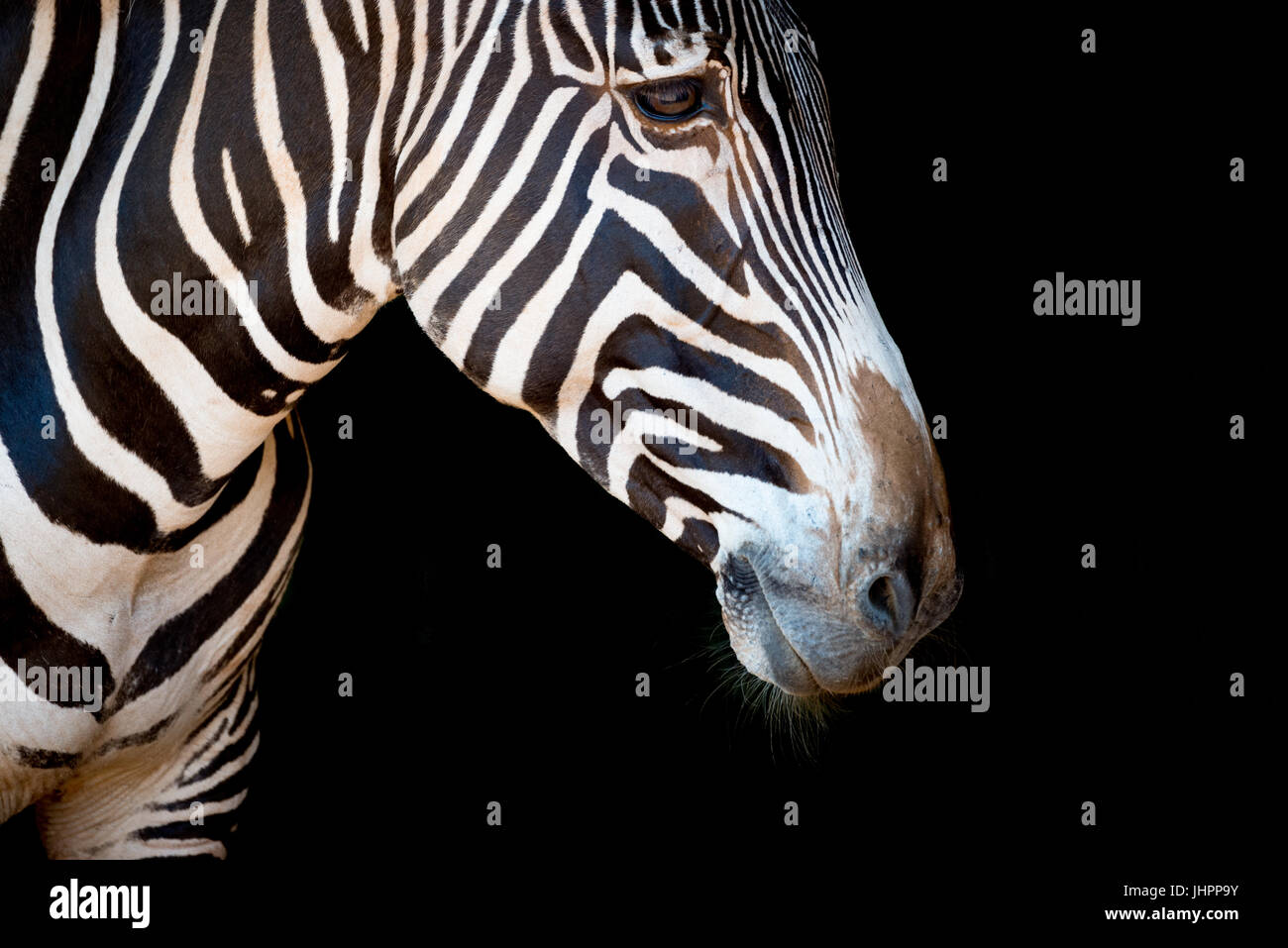 Close-up of Grevy zebra head and neck Stock Photo - Alamy