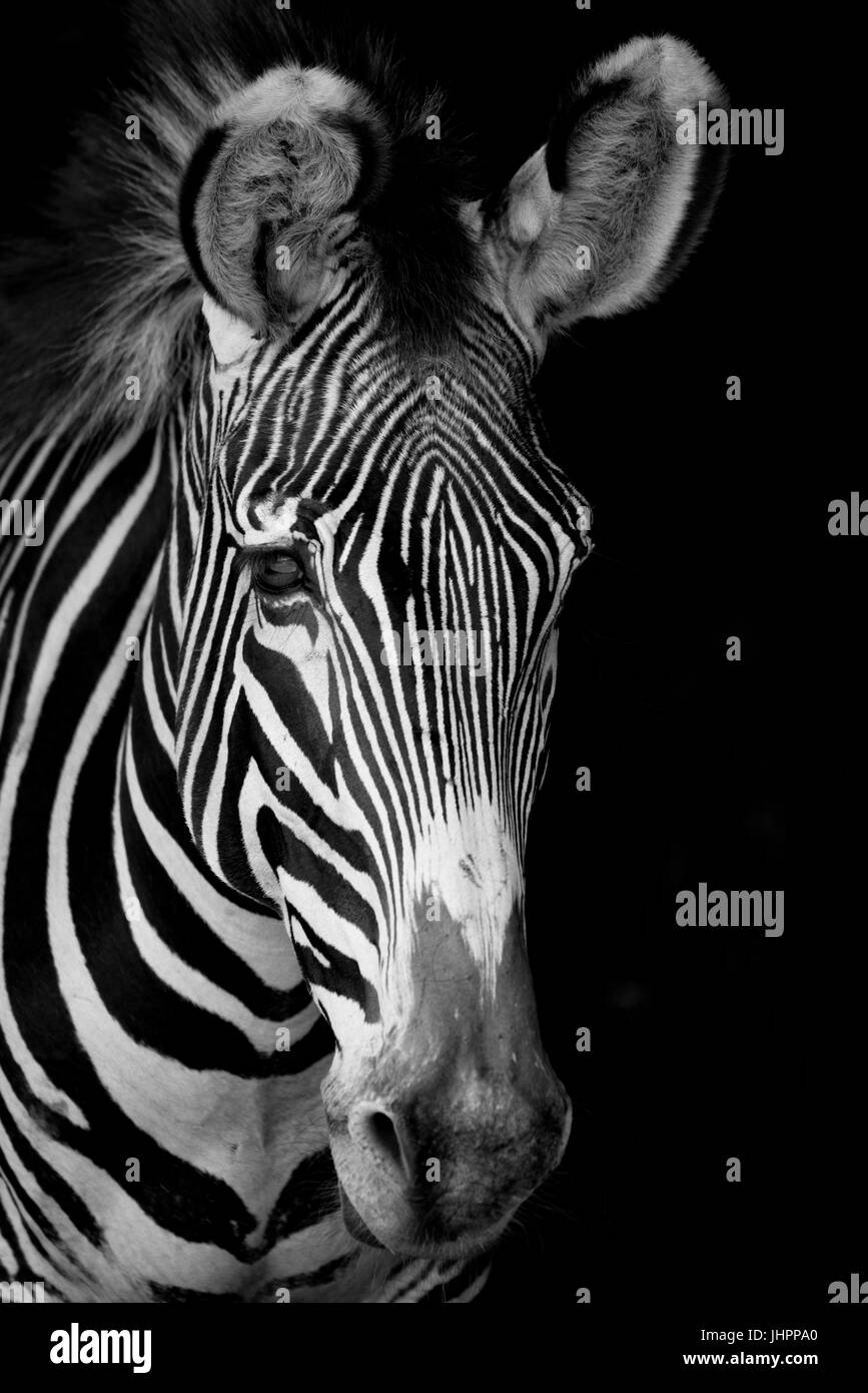 Mono close-up of Grevy zebra facing forward Stock Photo - Alamy