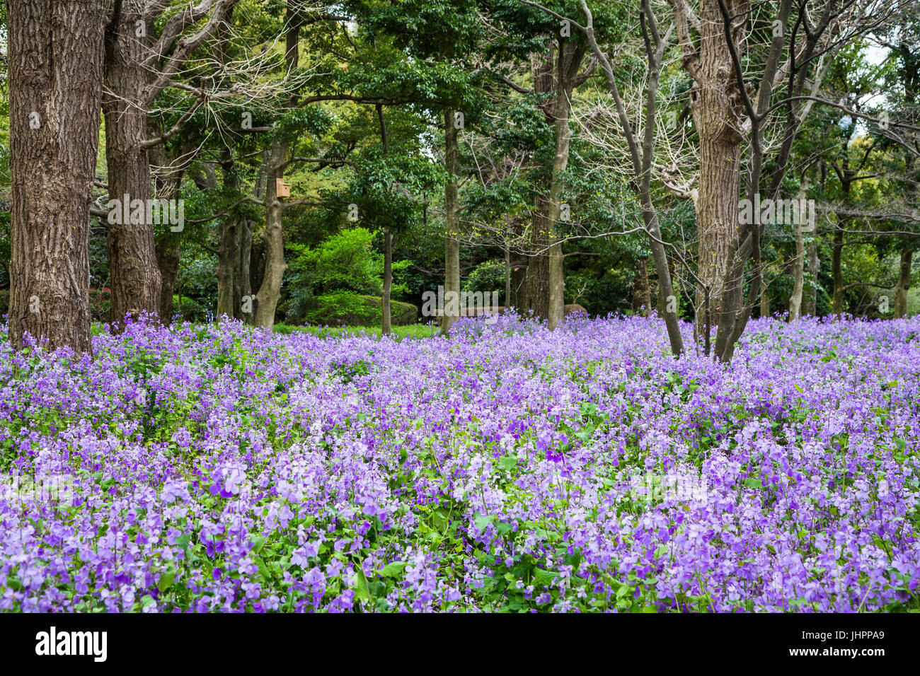 Purple flower fields in Kitanomaru Park, Tokyo, Japan Stock Photo - Alamy