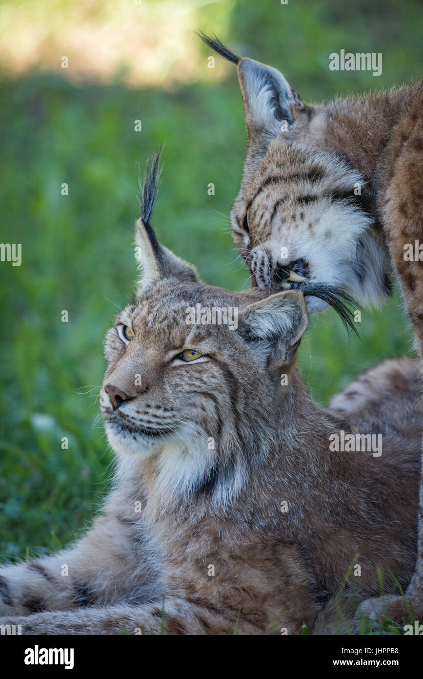 Nibbling cat hi-res stock photography and images - Alamy