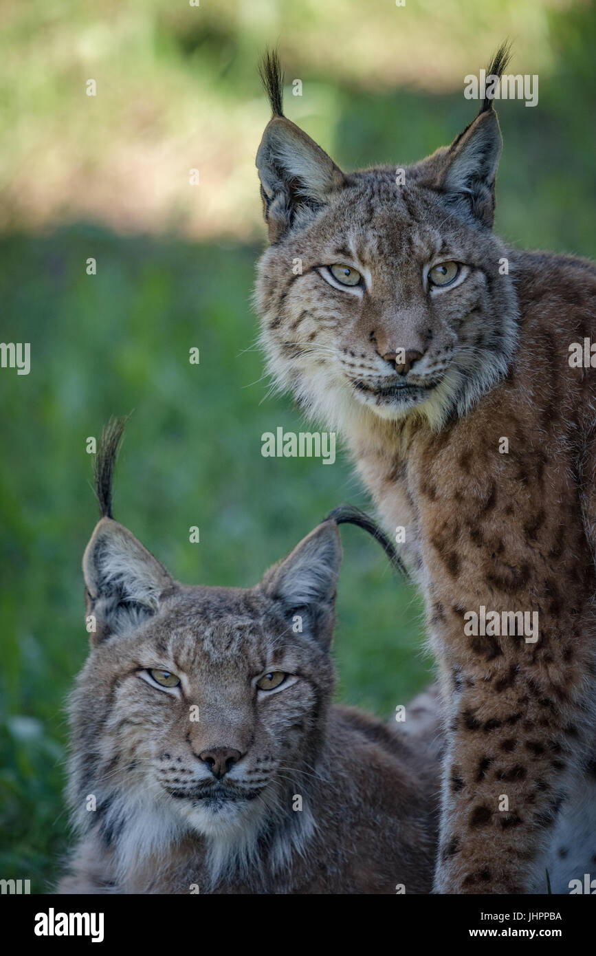Canada lynx lynx canadensis pair hi-res stock photography and images ...