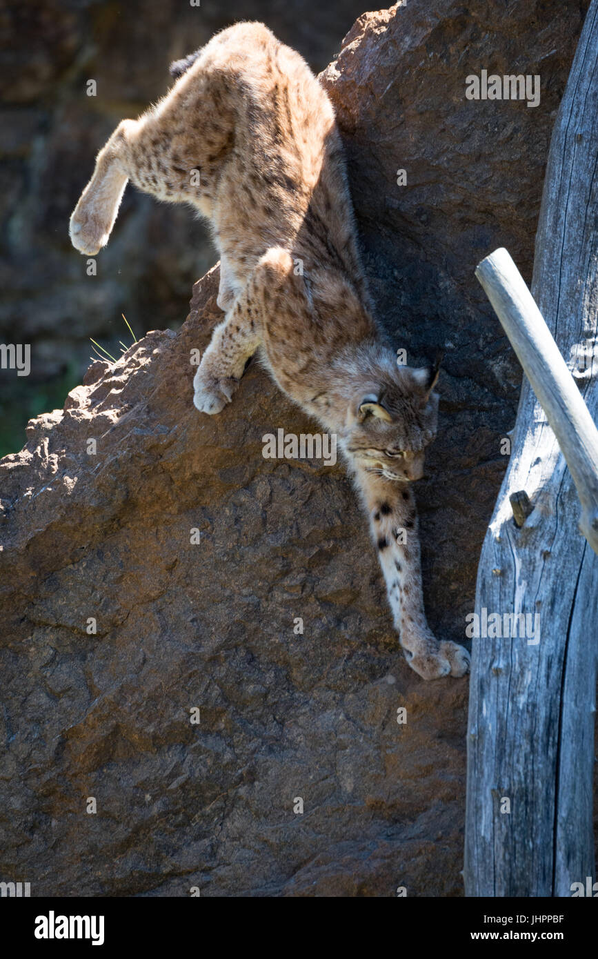 Lynx jumping around rock towards dead log Stock Photo - Alamy