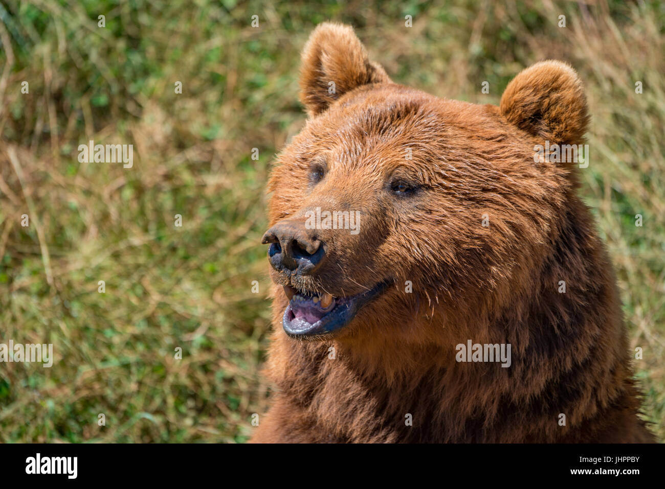 Close-up of brown bear head in sunshine Stock Photo - Alamy