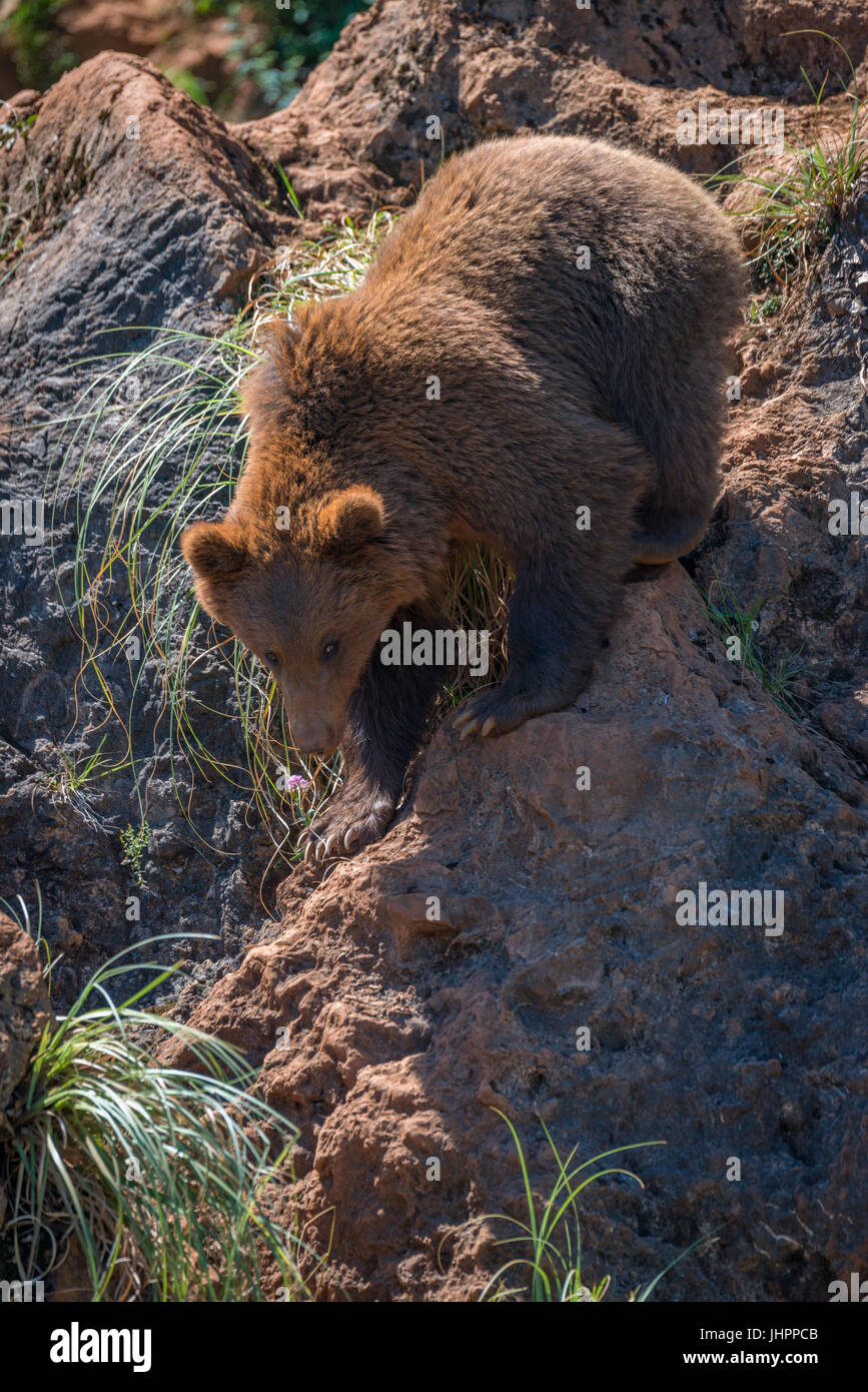 Brown bear climbs down red rocky ridge Stock Photo - Alamy
