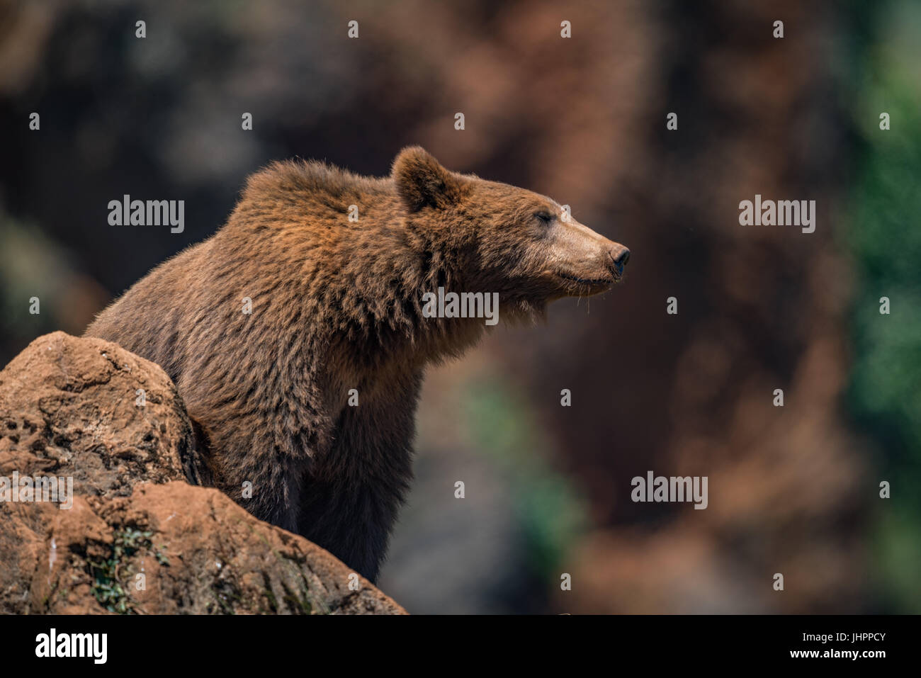 Brown bear on rock with blurred background Stock Photo - Alamy