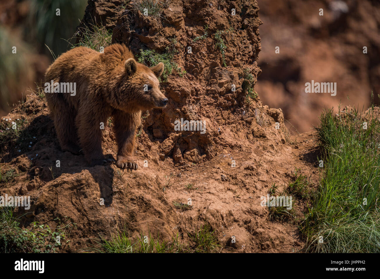 Brown bear ursus arctos stands on rocks hi-res stock photography and ...
