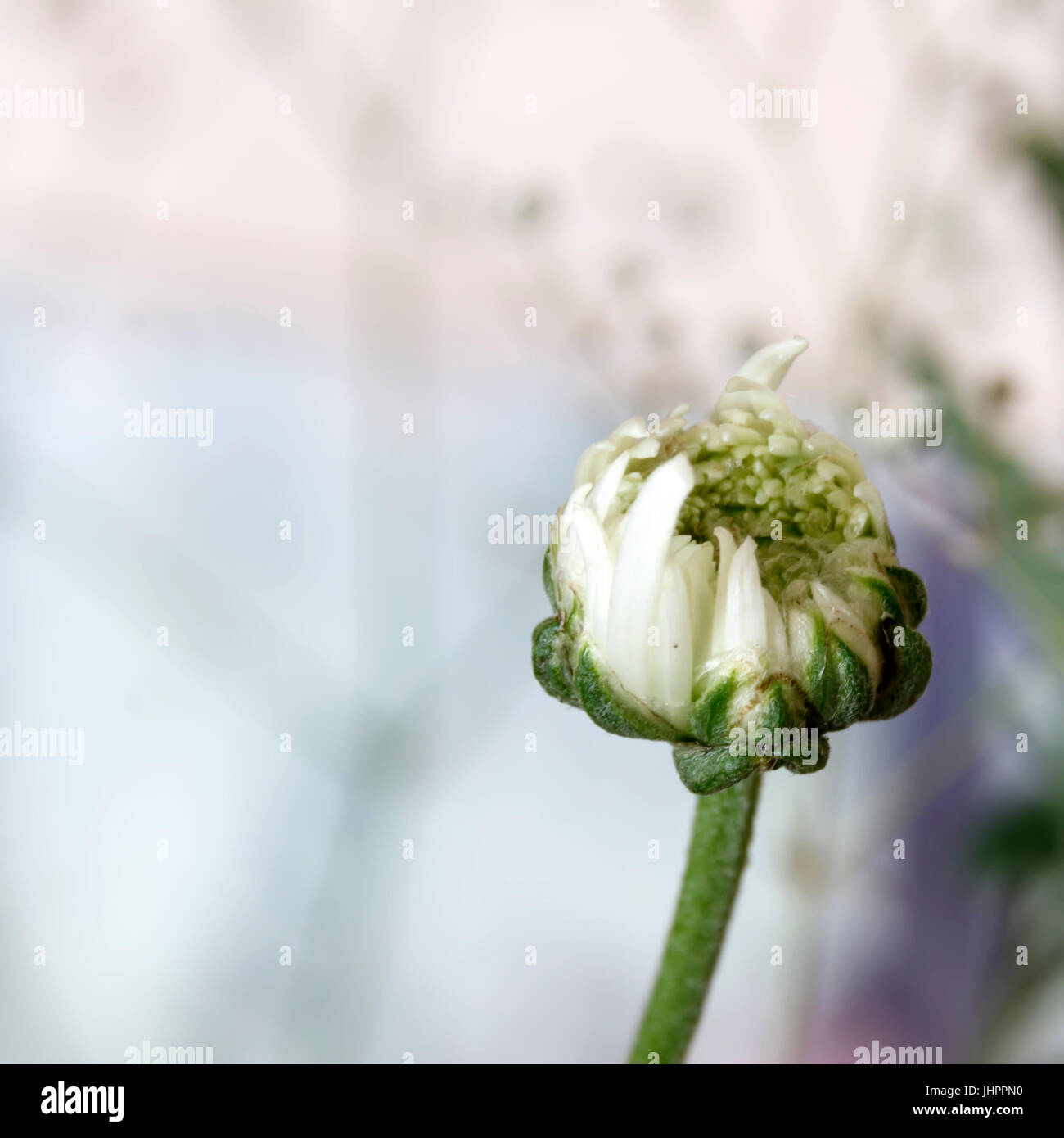 White chrysanthemum bud hi-res stock photography and images - Alamy