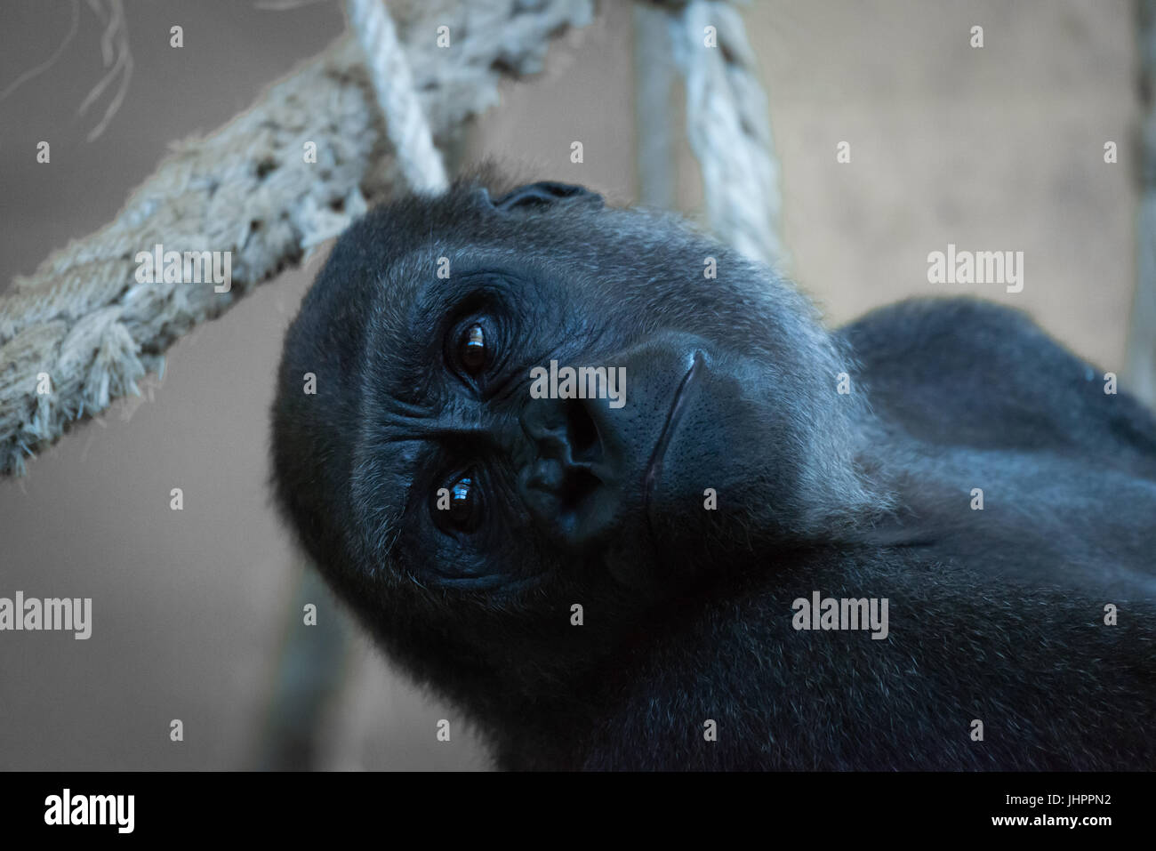 Gorilla rope hi-res stock photography and images - Alamy