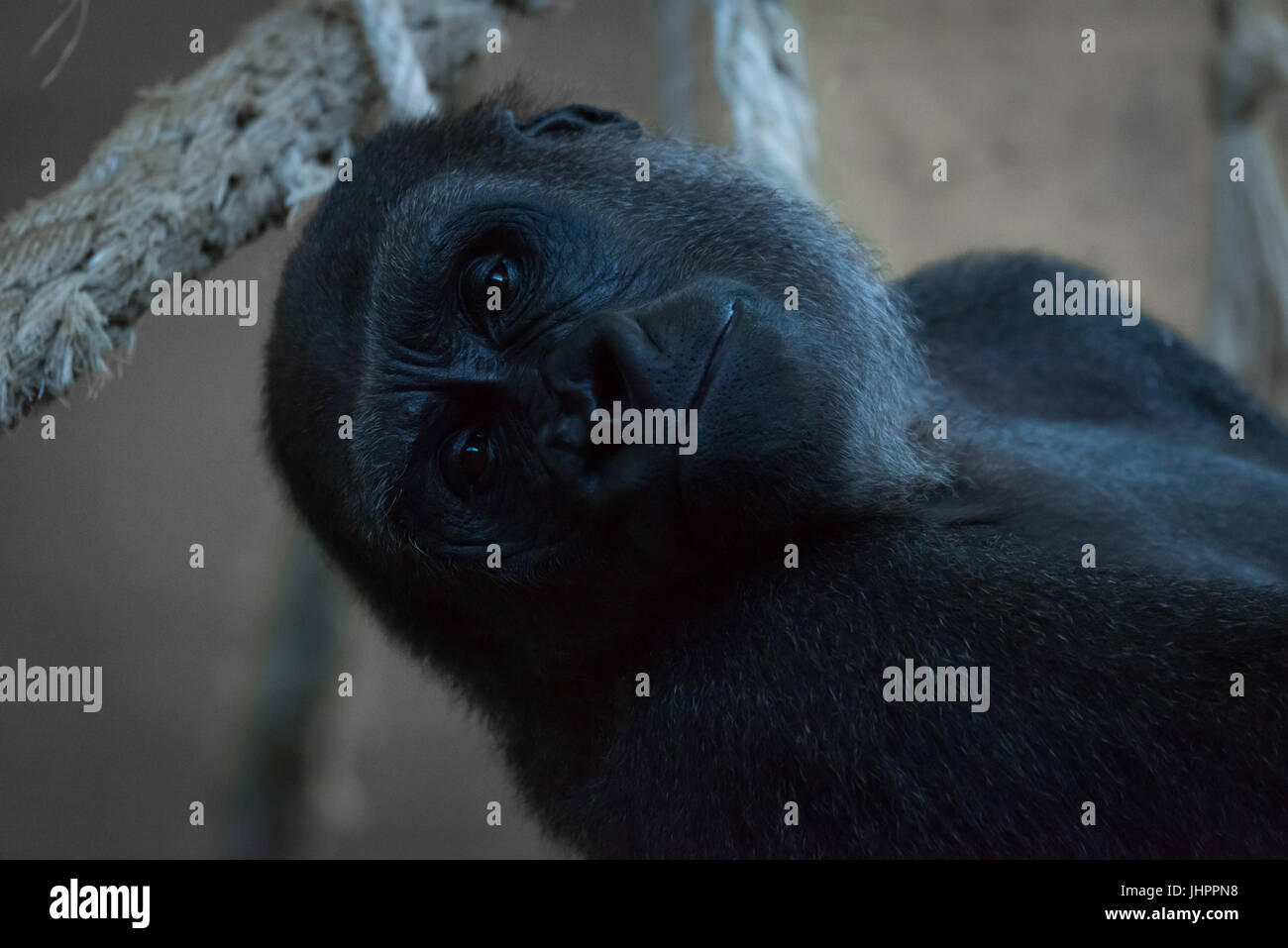 Close-up of gorilla lying back in hammock Stock Photo - Alamy