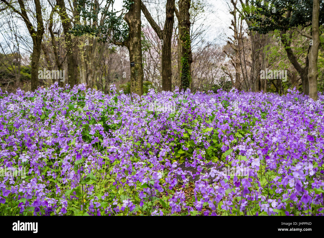 Japan flower fields hi-res stock photography and images - Alamy