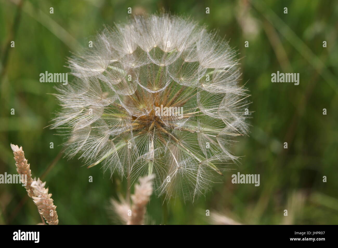 Gathering seeds hi-res stock photography and images - Alamy