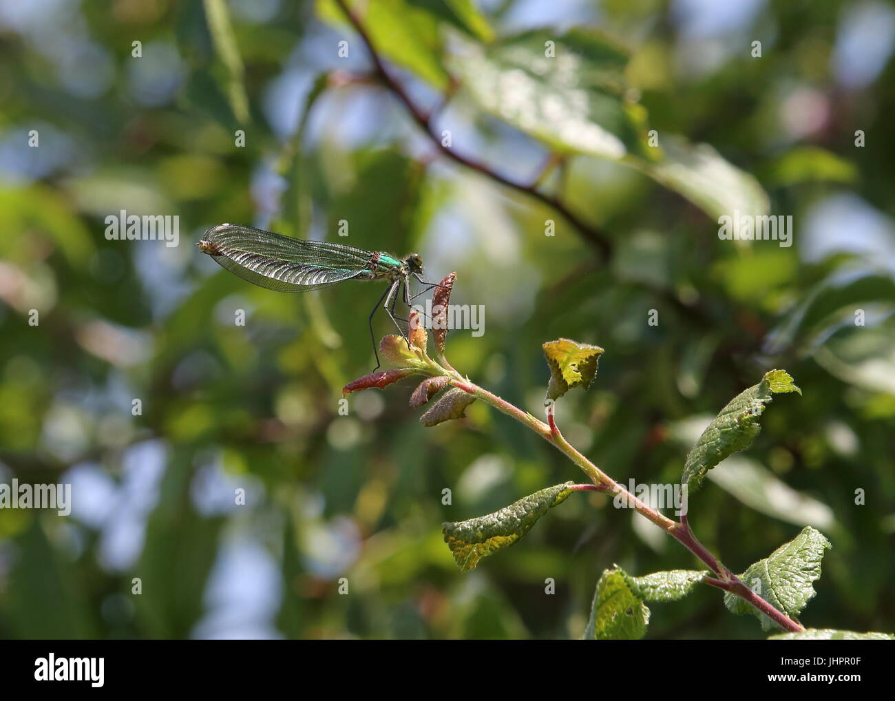Common blue damselfly Stock Photo - Alamy