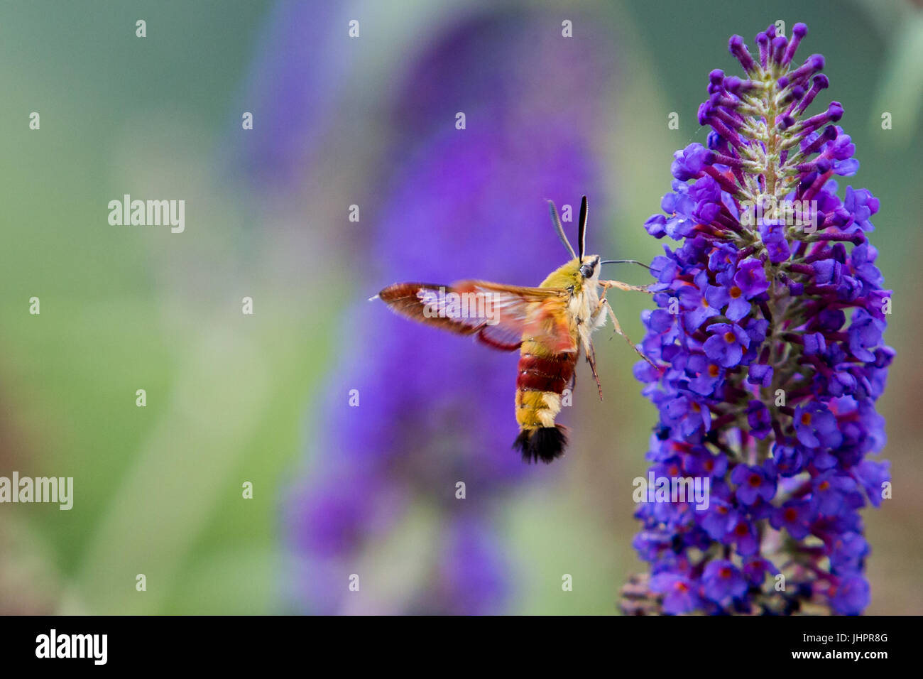 Humming bird hawk moth Stock Photo - Alamy