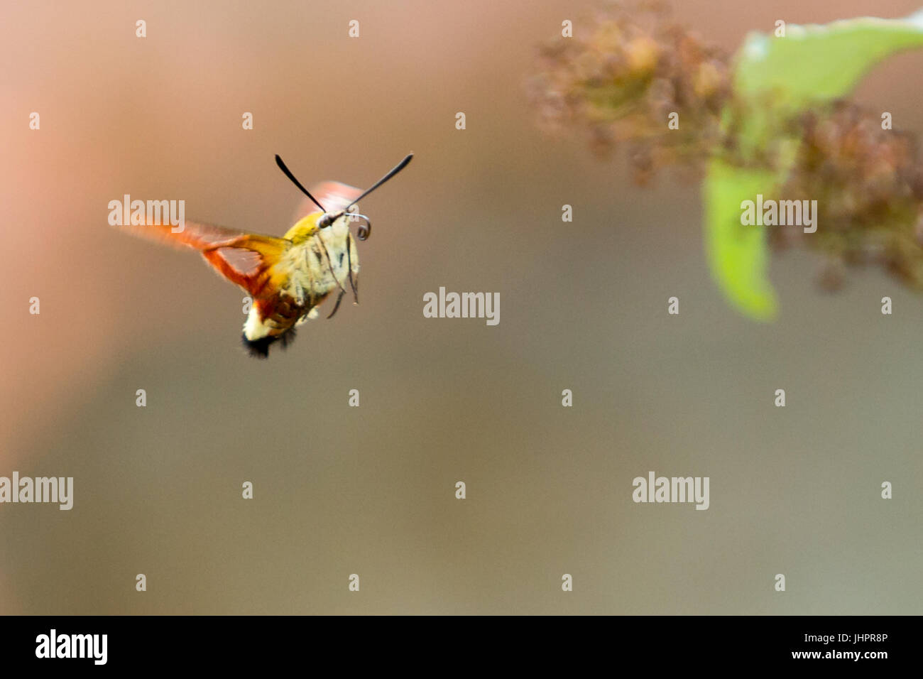Humming bird hawk moth Stock Photo - Alamy