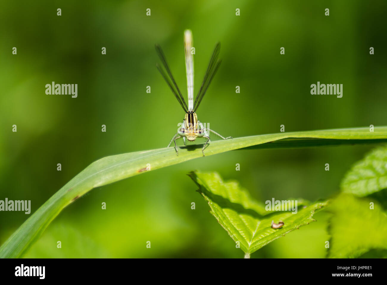 Damselfies are insects similar to dragonflies Stock Photo - Alamy