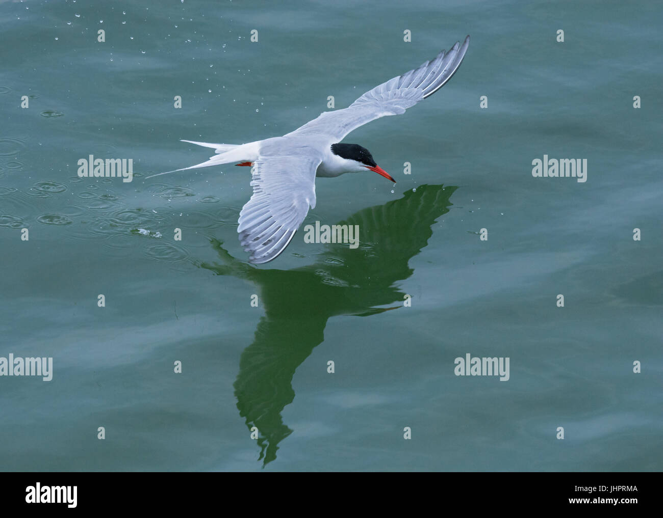 Bird skimming surface of water hi-res stock photography and images - Alamy