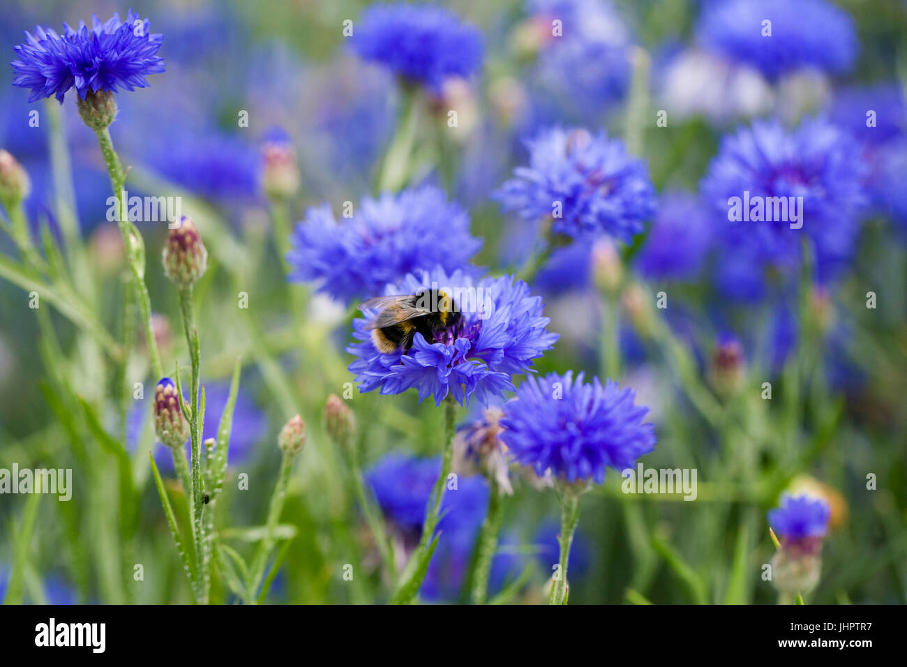 Blue cornflower close up hi-res stock photography and images - Alamy