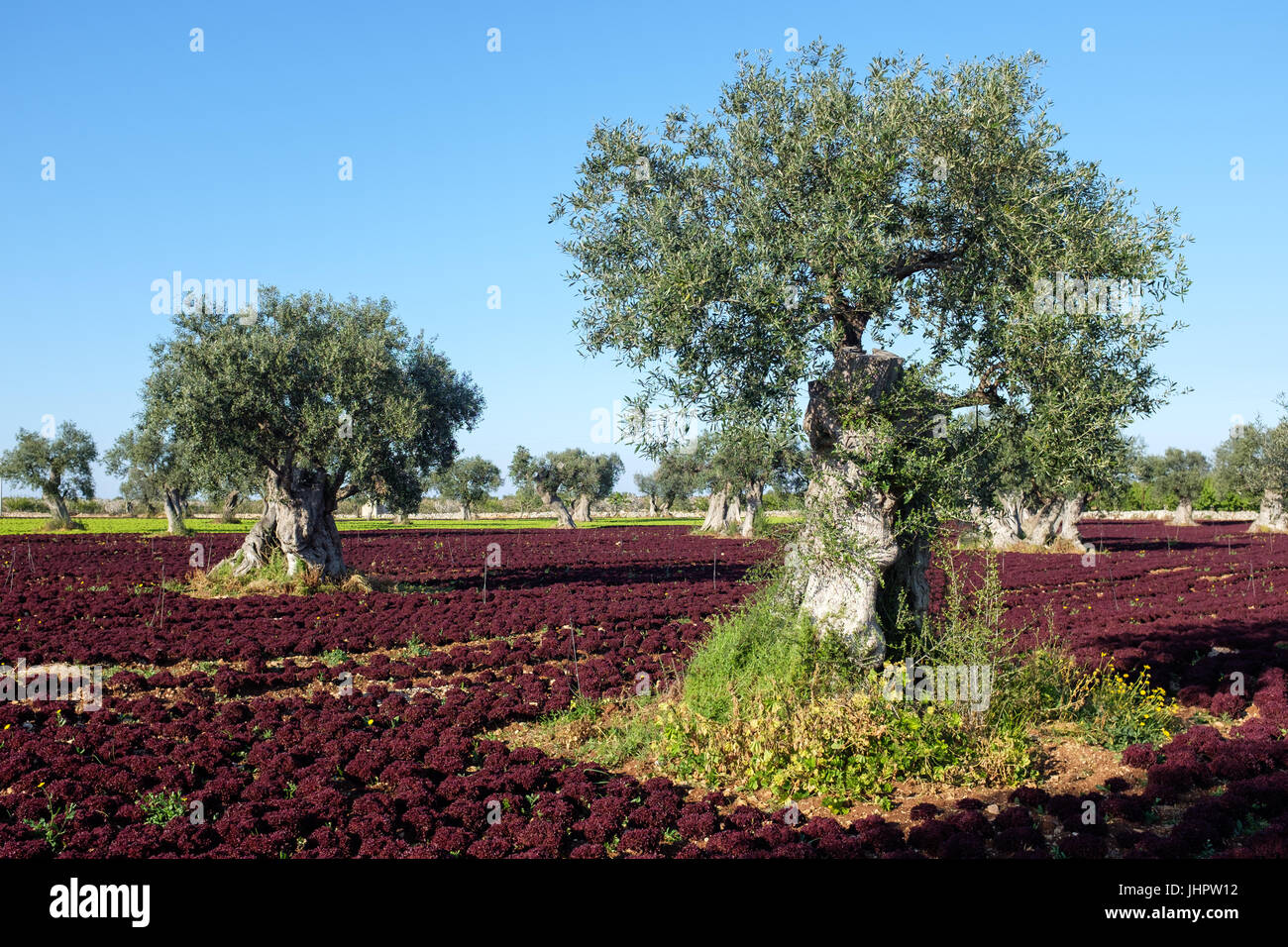 Olive trees and fresh red salad plantation Stock Photo - Alamy