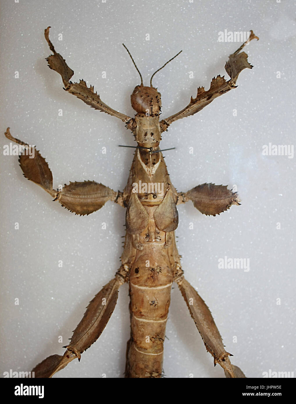 Giant stick insect (Extatosoma Popa), new Guinea Stock Photo - Alamy