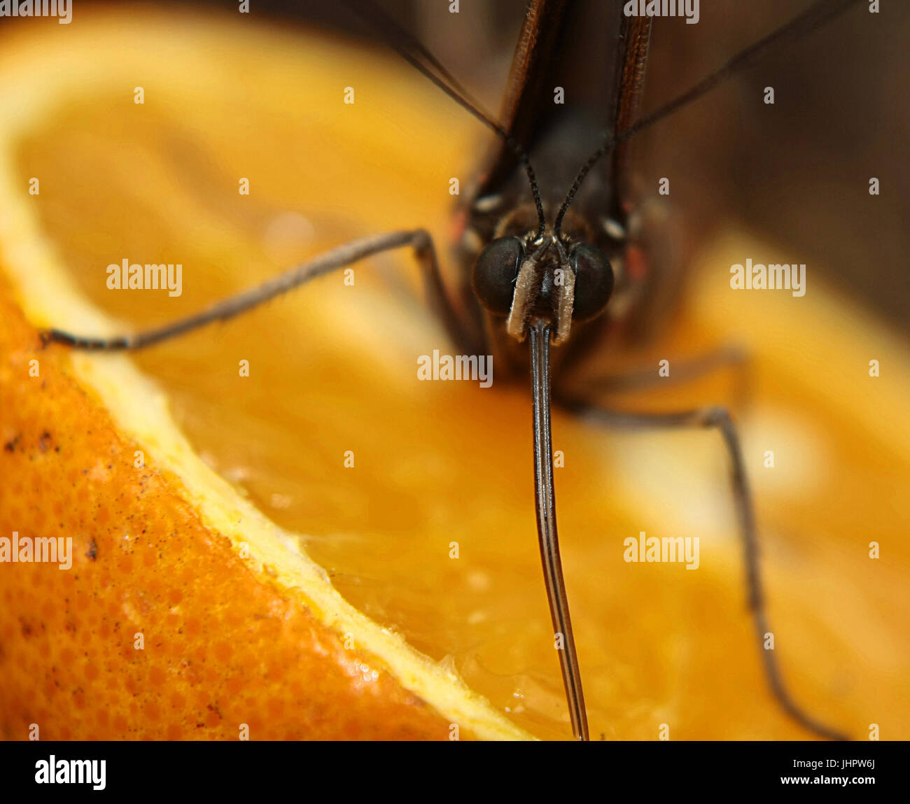 Giant proboscis hi-res stock photography and images - Alamy