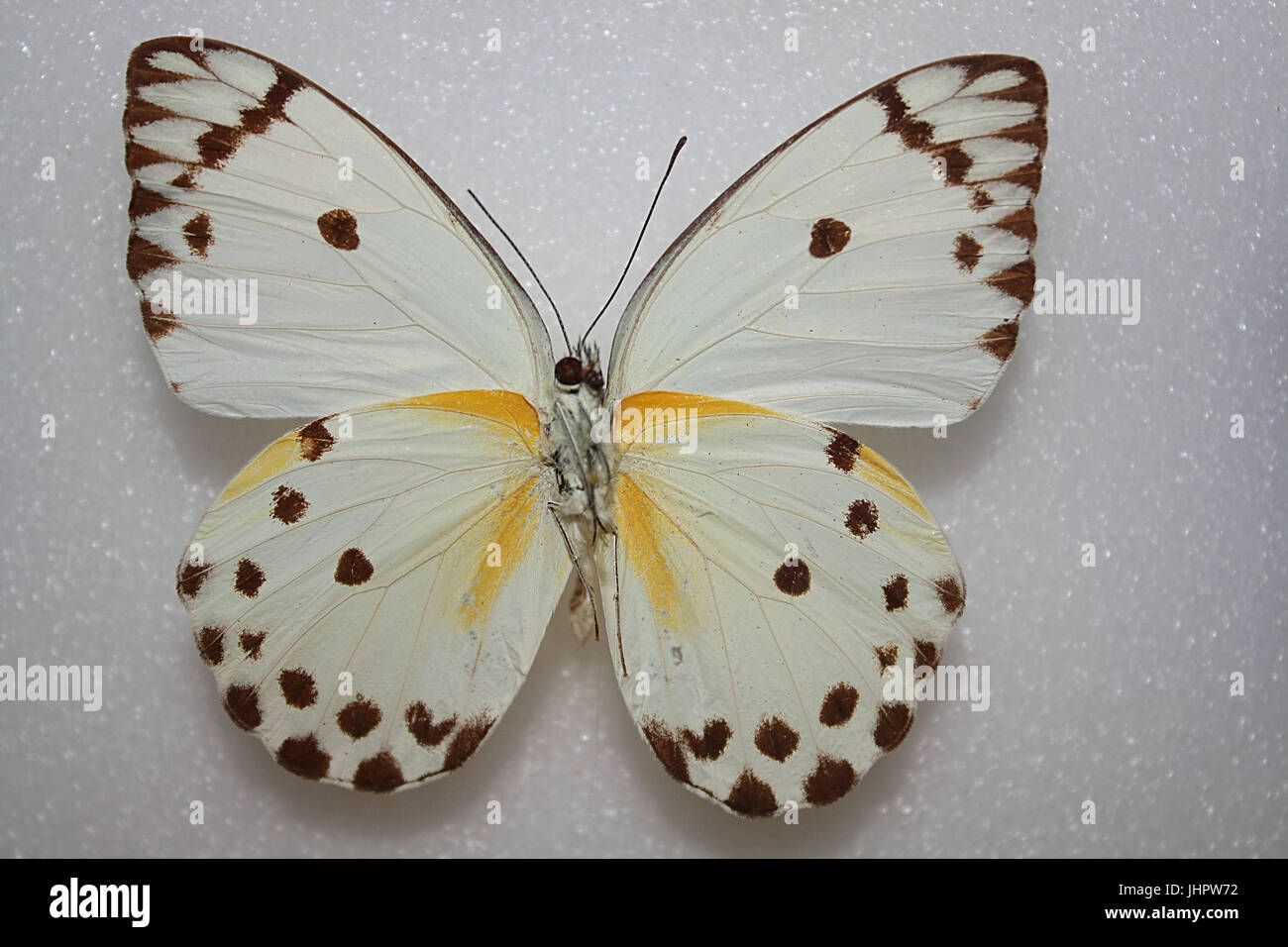 Small spotted butterfly Stock Photo - Alamy