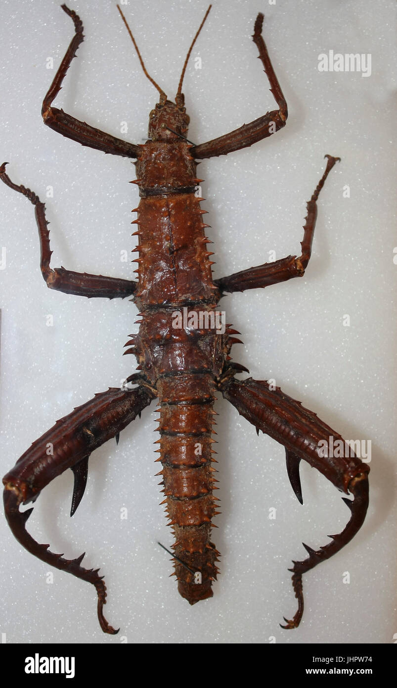 Stick Insect (Eurycantha Horrida), New Guinea Stock Photo - Alamy