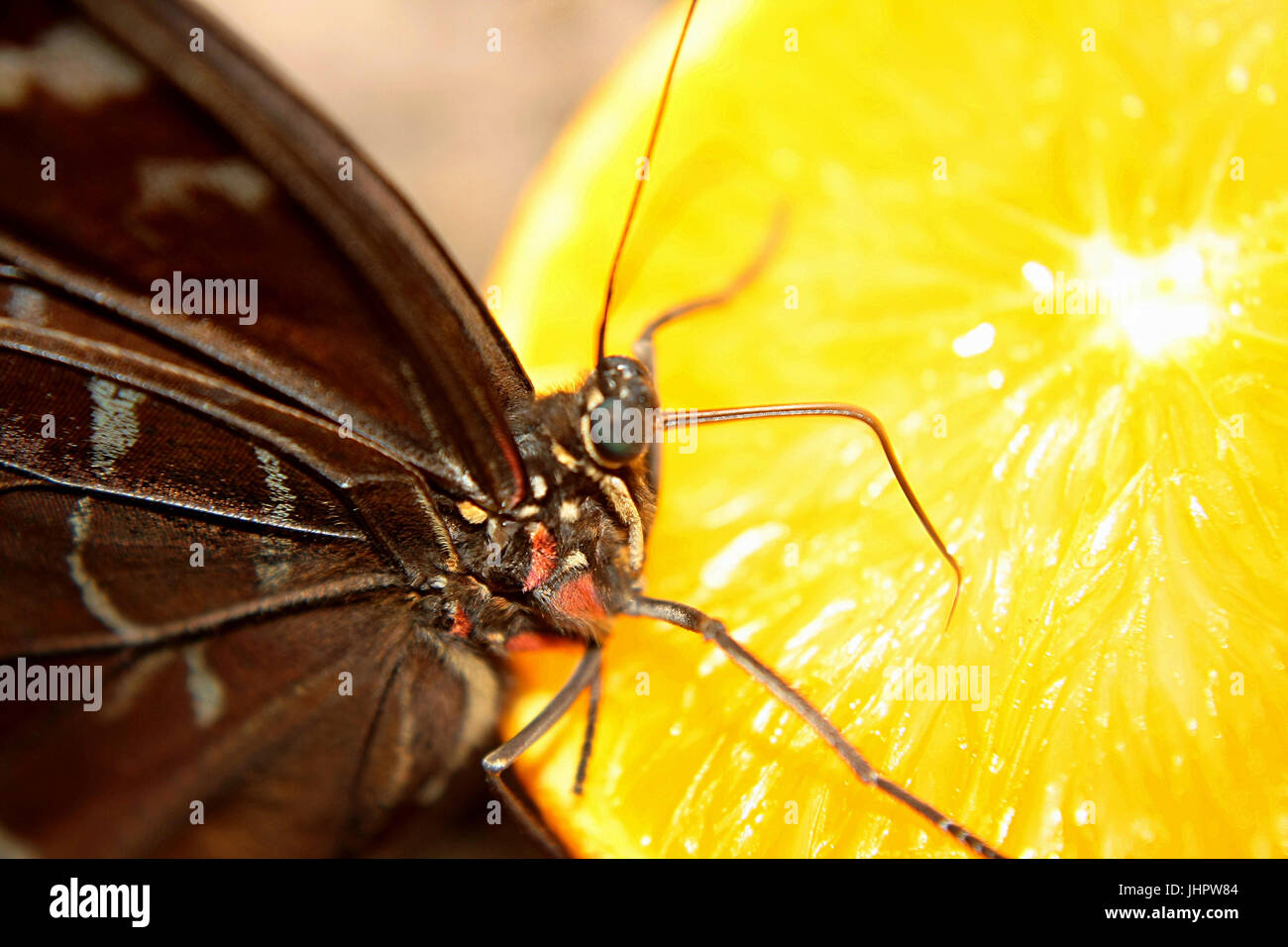 The butterfly nourishes through the proboscis Stock Photo - Alamy