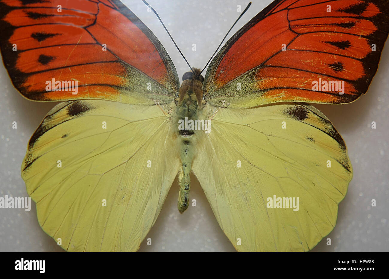 Yellow and red butterfly Stock Photo - Alamy