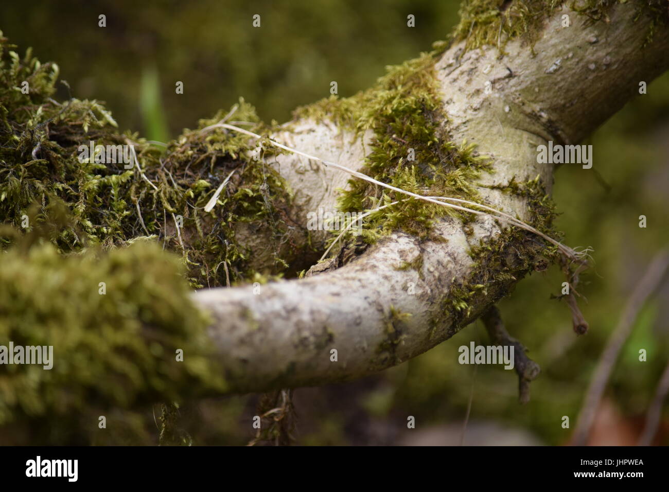 Roots of beech Stock Photo - Alamy