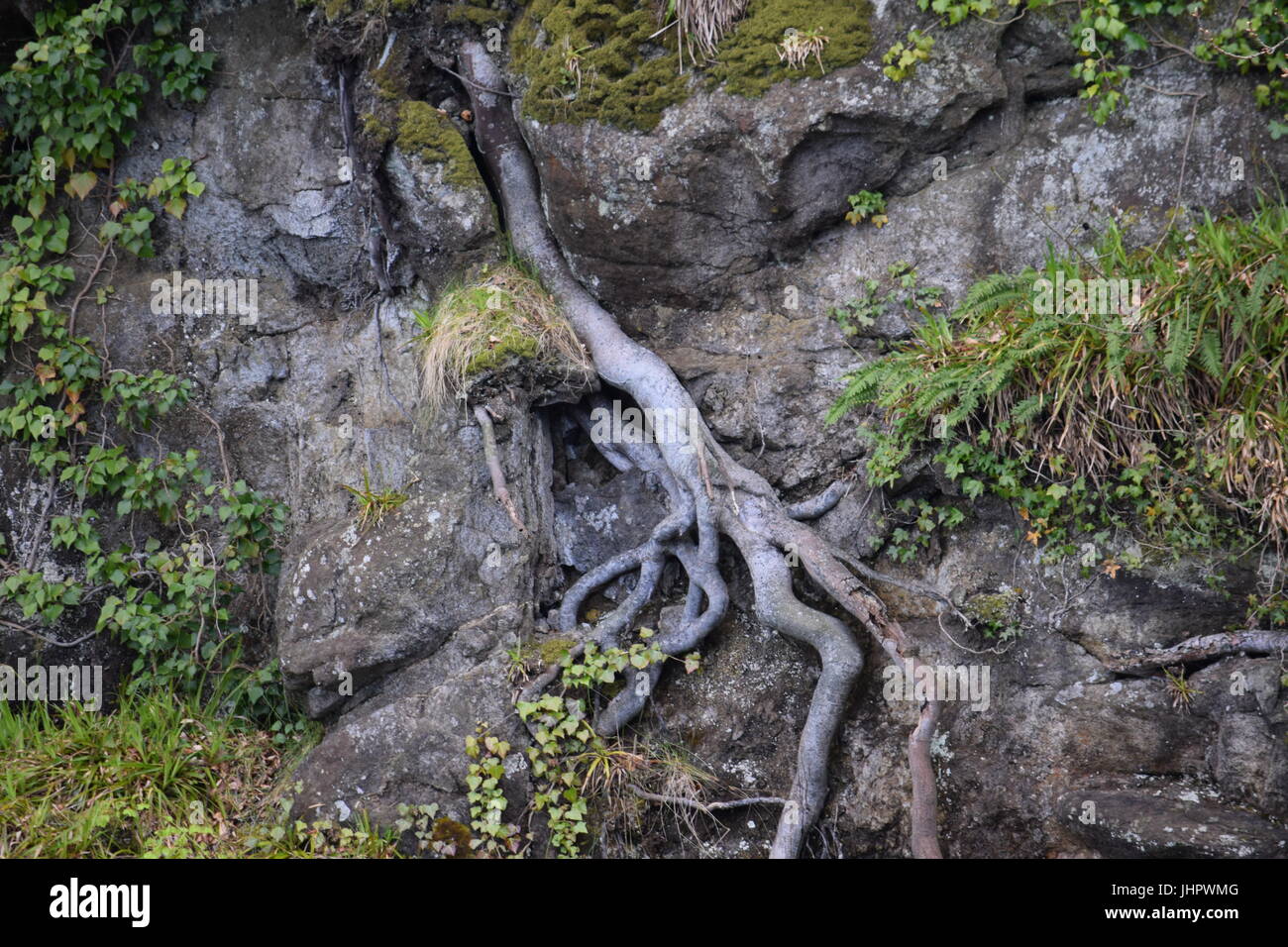 Tree roots against a cliff Stock Photo - Alamy