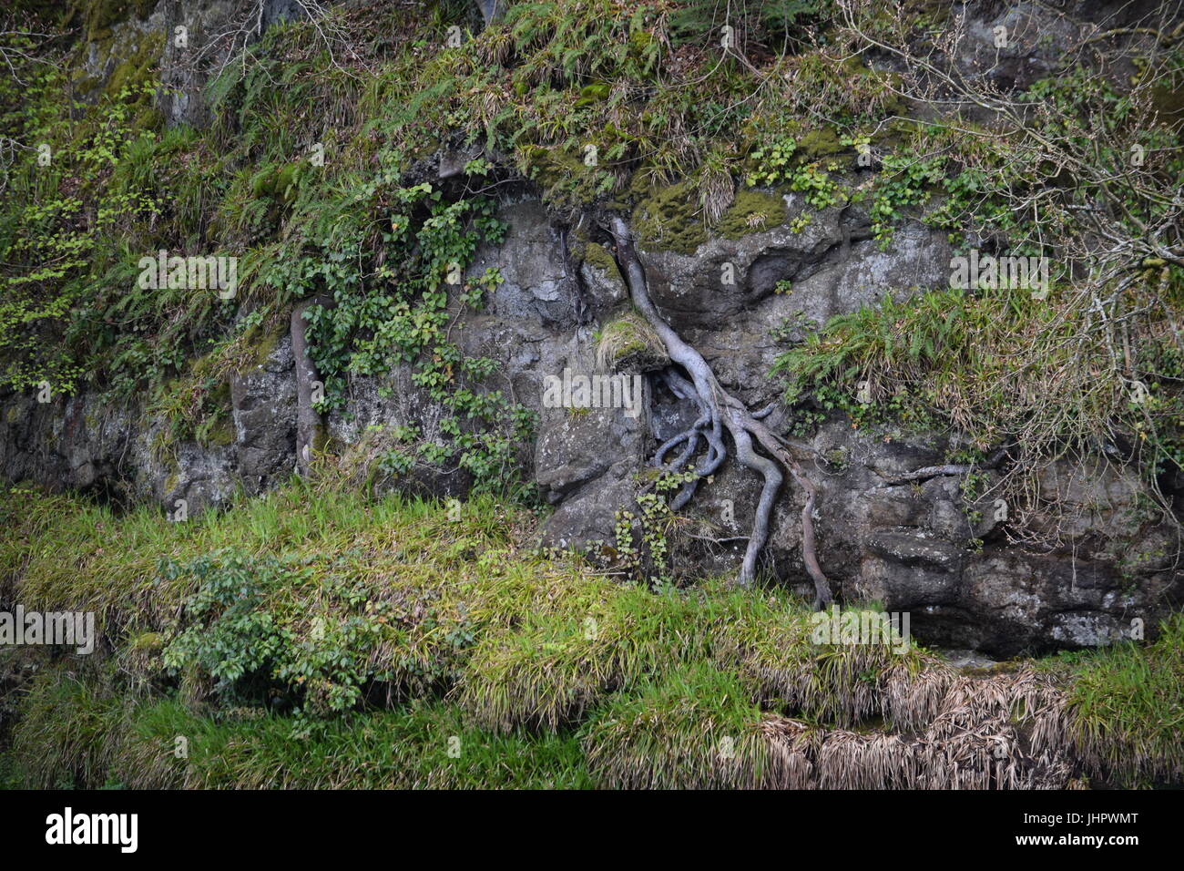 Tree roots against a cliff Stock Photo - Alamy