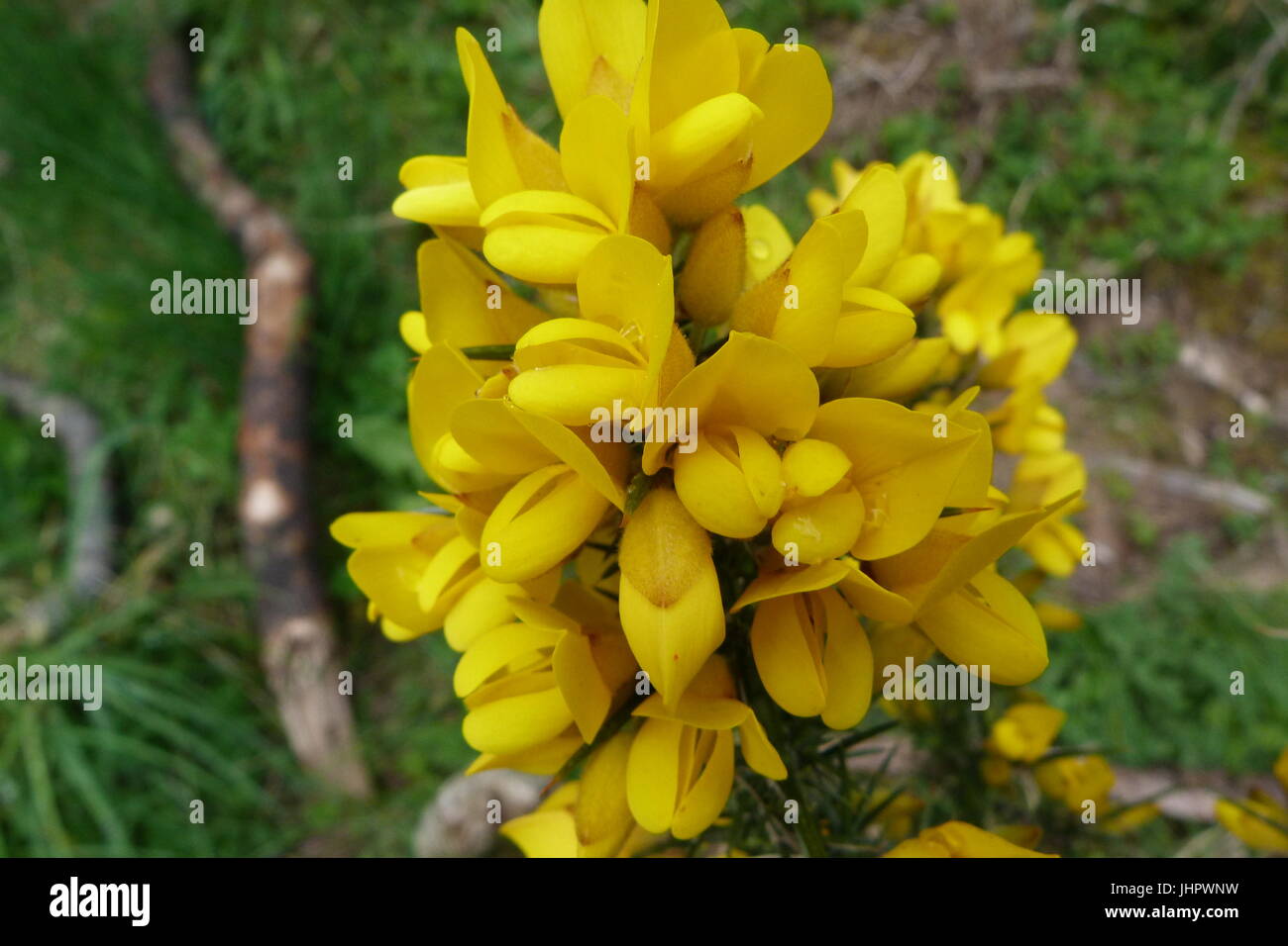 Gorse, Ulex europaeus Stock Photo - Alamy