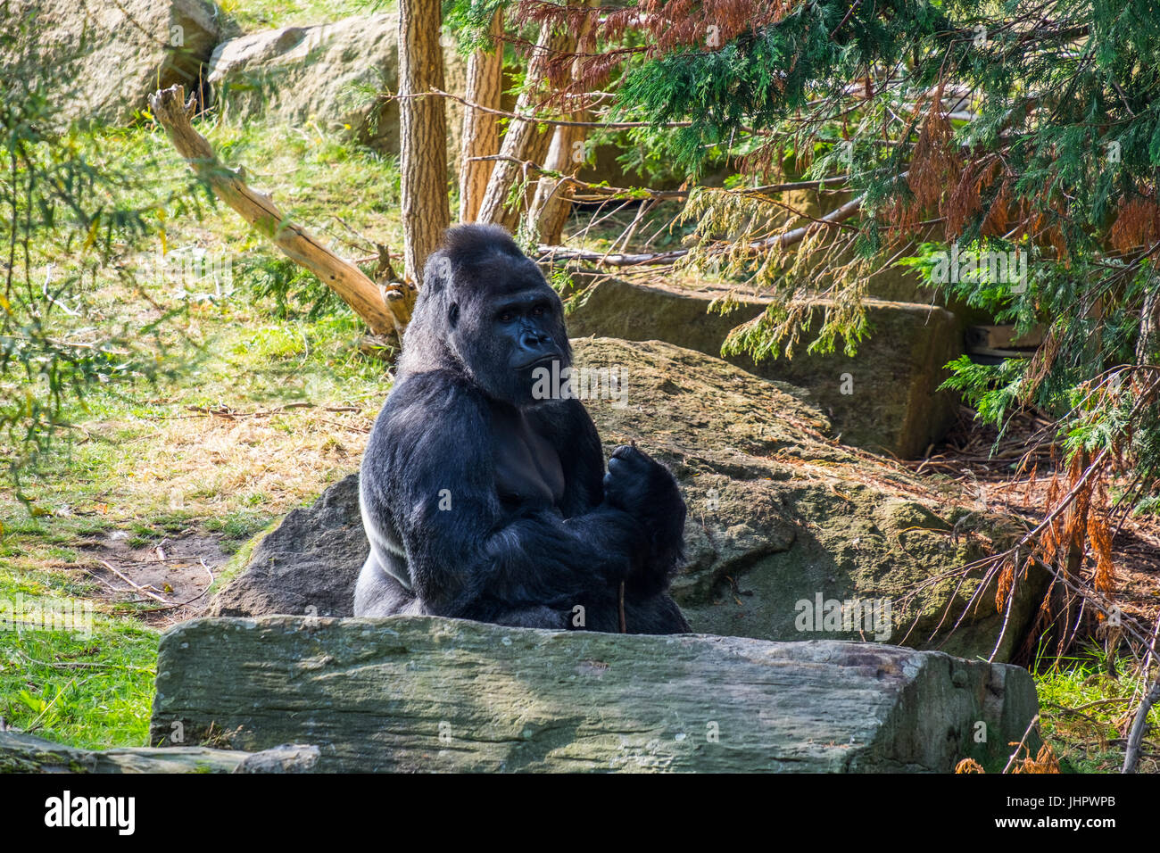 Silverback gorilla sitting hi-res stock photography and images - Alamy