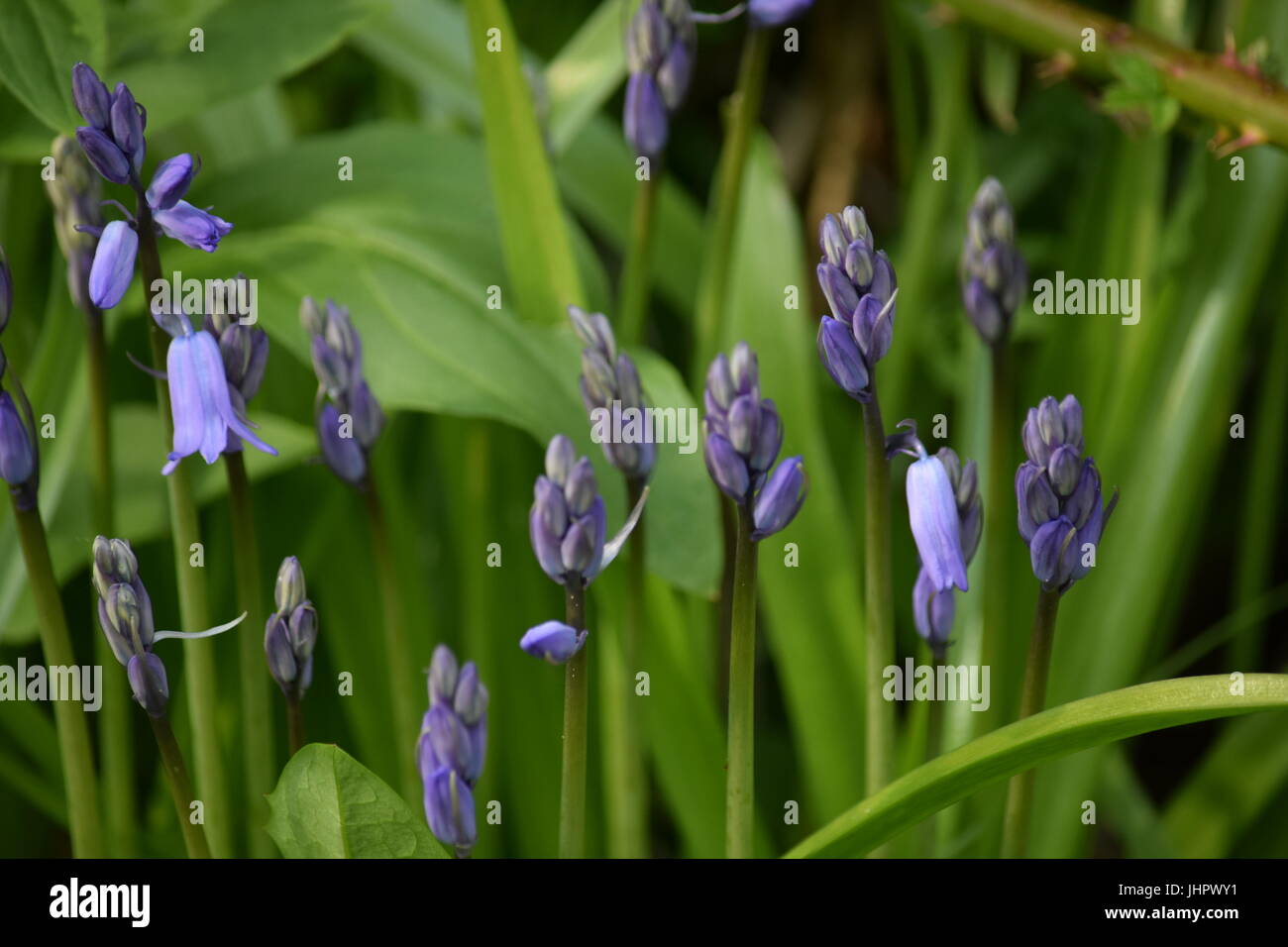 Scottish Bluebell Stock Photos & Scottish Bluebell Stock Images - Alamy