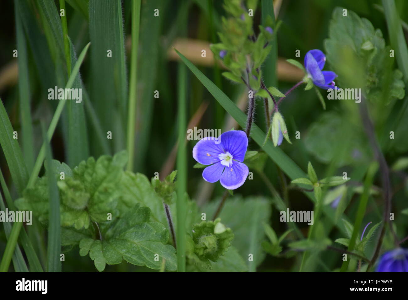 Little blue flower Stock Photo - Alamy
